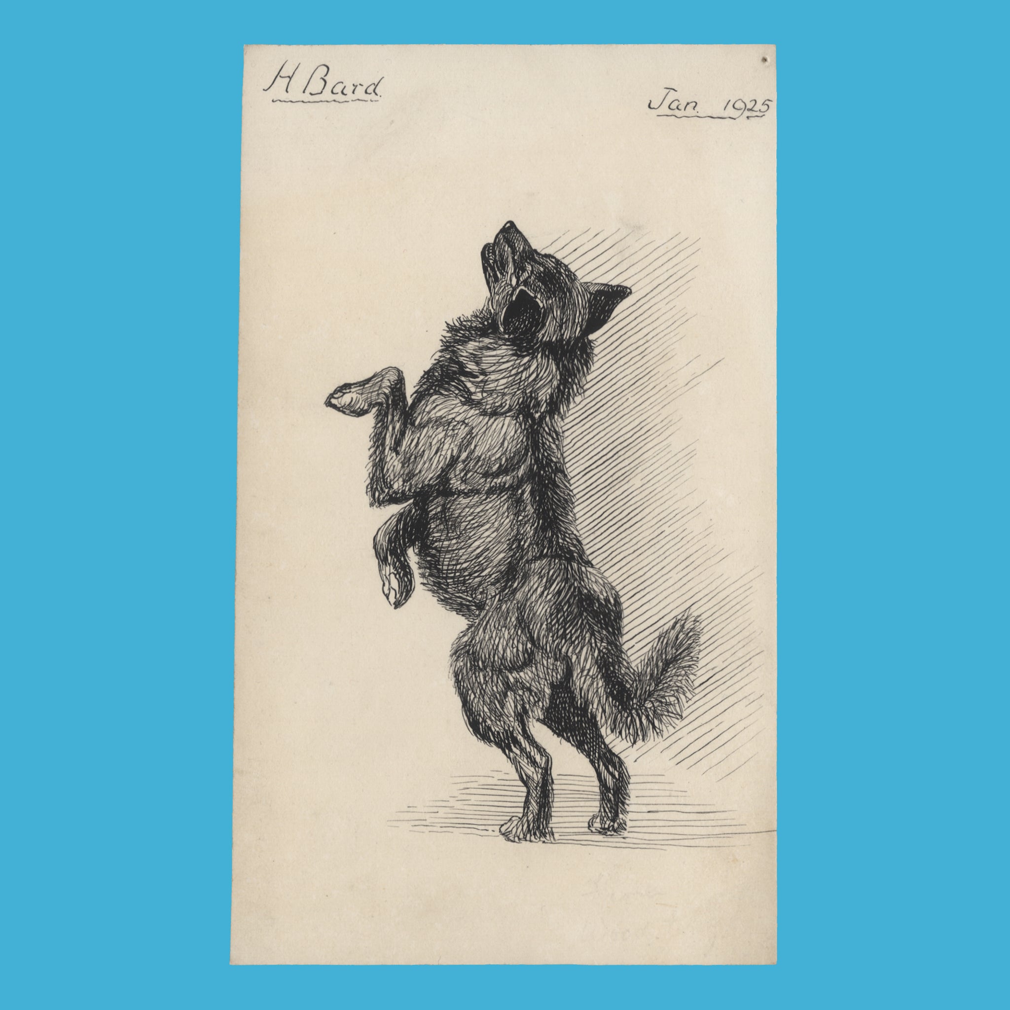 Dog on Hind Legs ink sketch by Harold J Bard – ZEBOOSE.COM