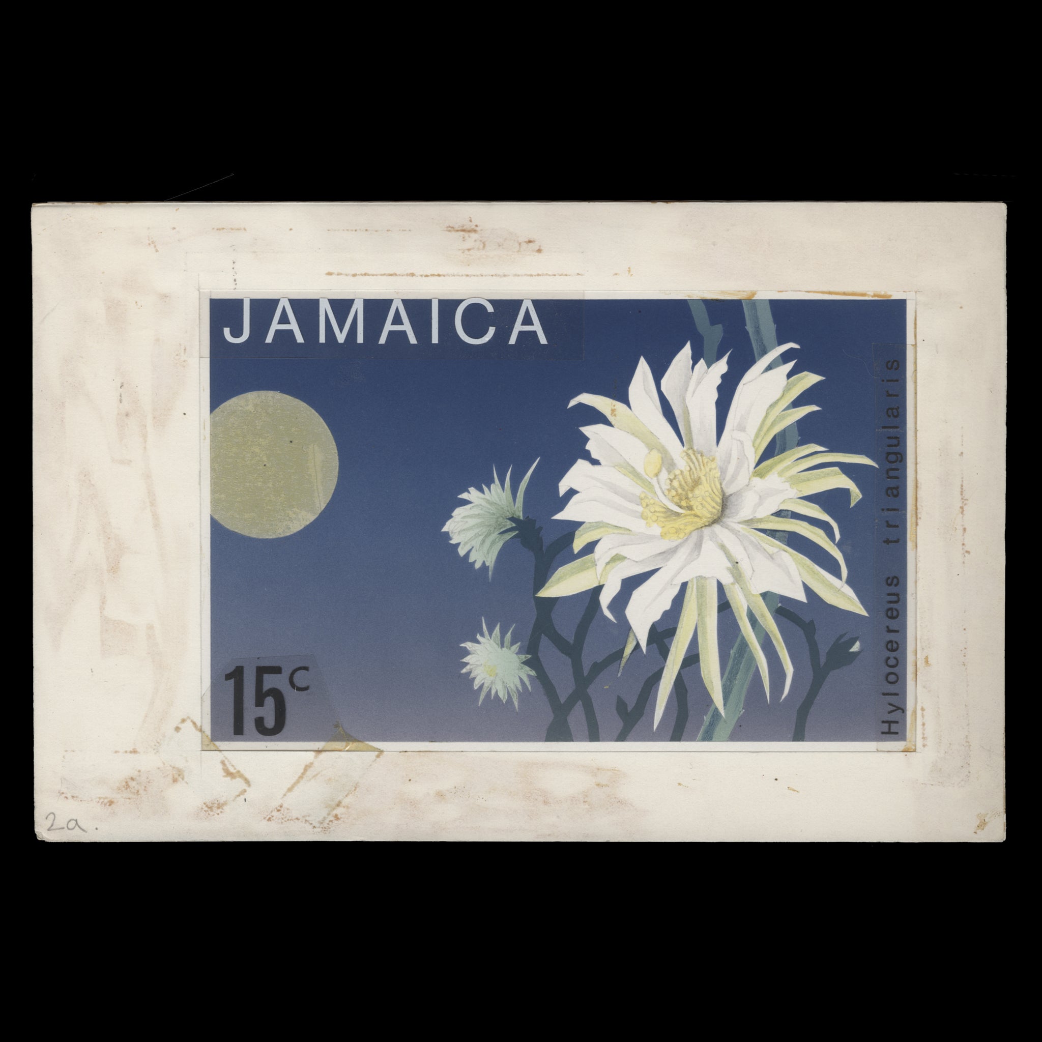 Jamaica 1973 Hylocereus Triangularis watercolour essay by Sylvia Goama ...