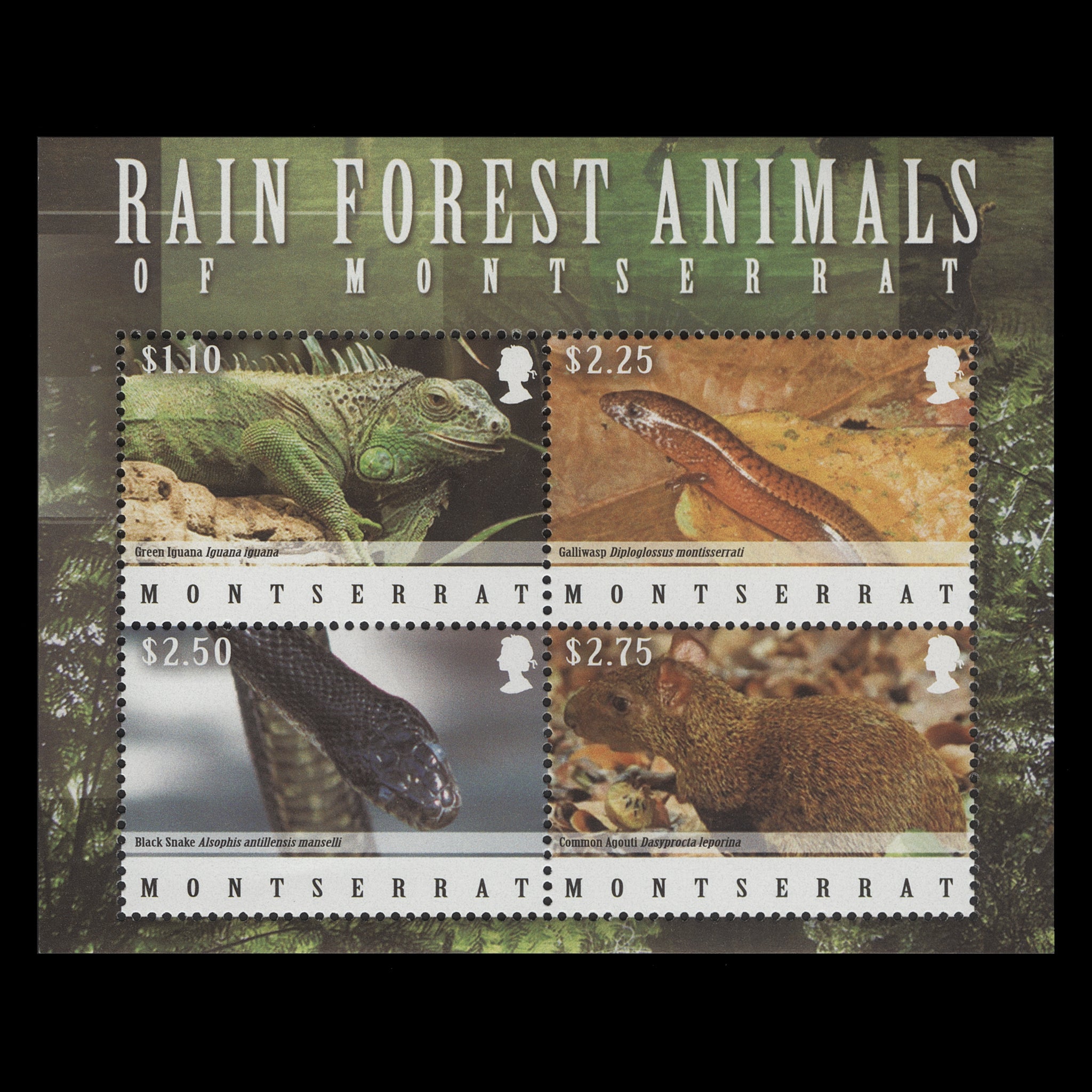 Montserrat 2009 (MNH) Rain Forest Animals miniature sheet – ZEBOOSE.COM