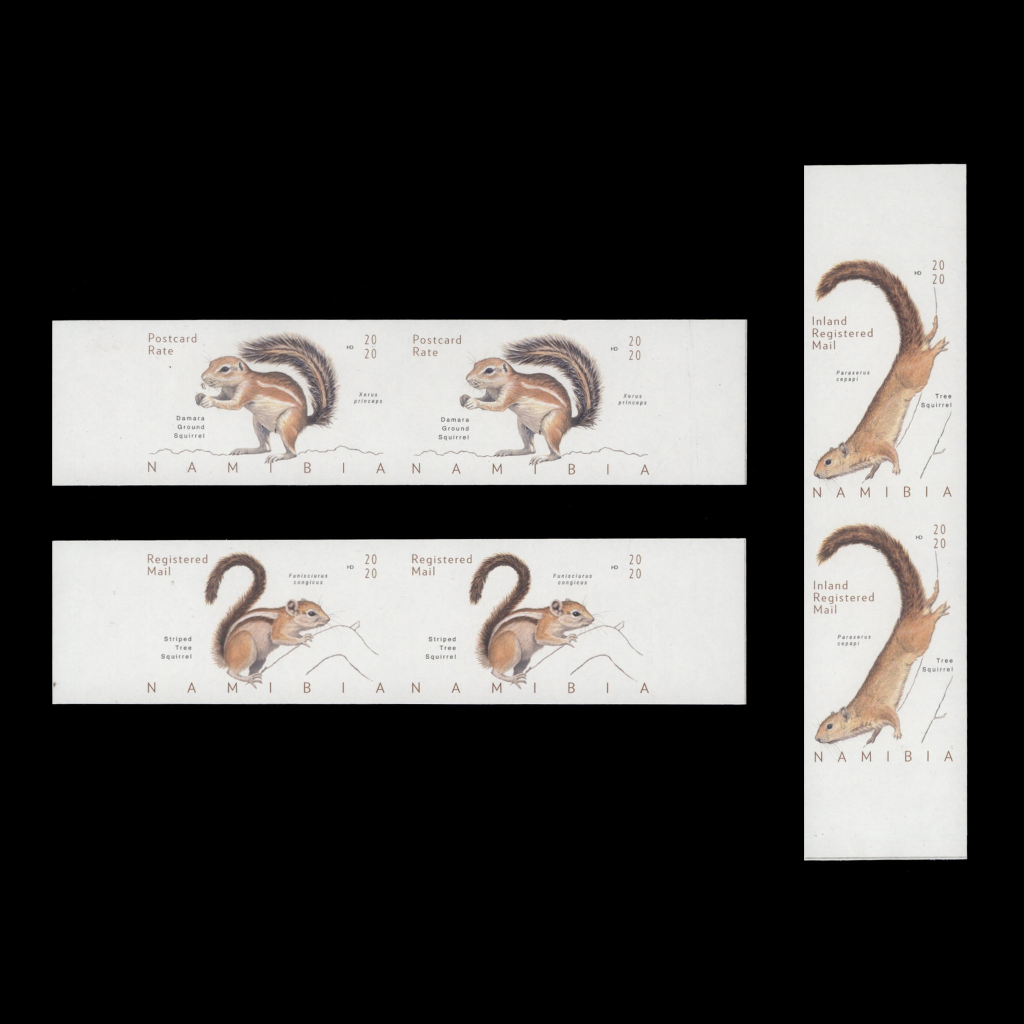 Namibia 2020 Squirrels – ZEBOOSE.COM